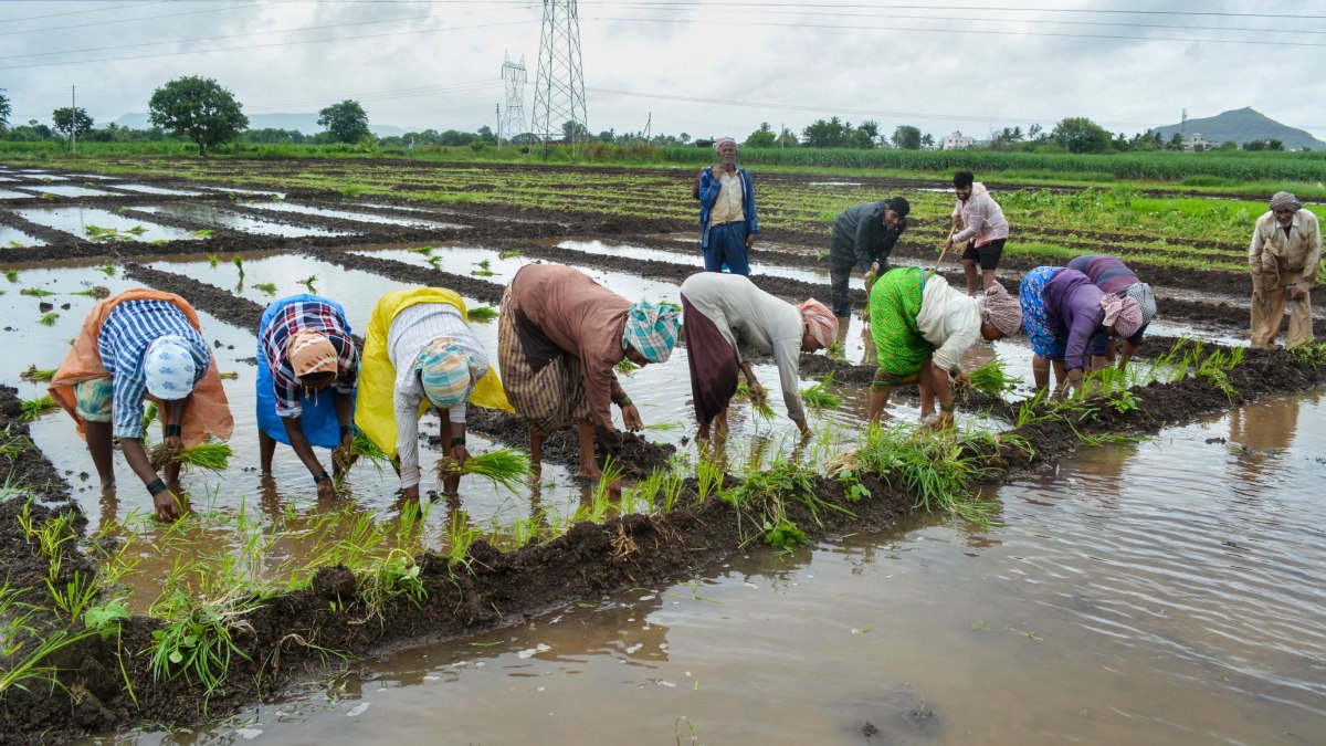 Karnataka Rain: ಕಾವೇರಿ ತವರಲ್ಲಿ ಮಳೆ ಕೊರತೆ, ಭತ್ತಕ್ಕೆ ಹಿನ್ನಡೆ! | Kodagu ...