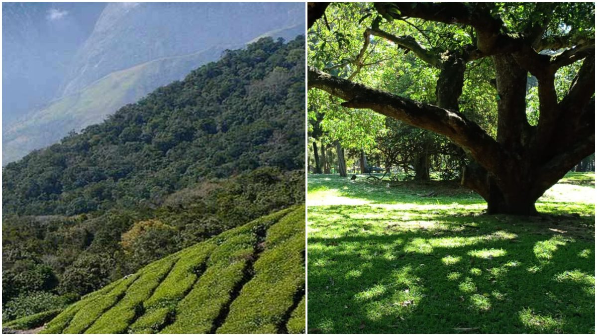 ಬೆಂಗಳೂರಿನಲ್ಲೇ ಮಿನಿ ಪಶ್ಚಿಮ ಘಟ್ಟ ನಿರ್ಮಾಣ! ಎಲ್ಲಿ ತಿಳಿಯಿರಿ | Lalbagh's ...