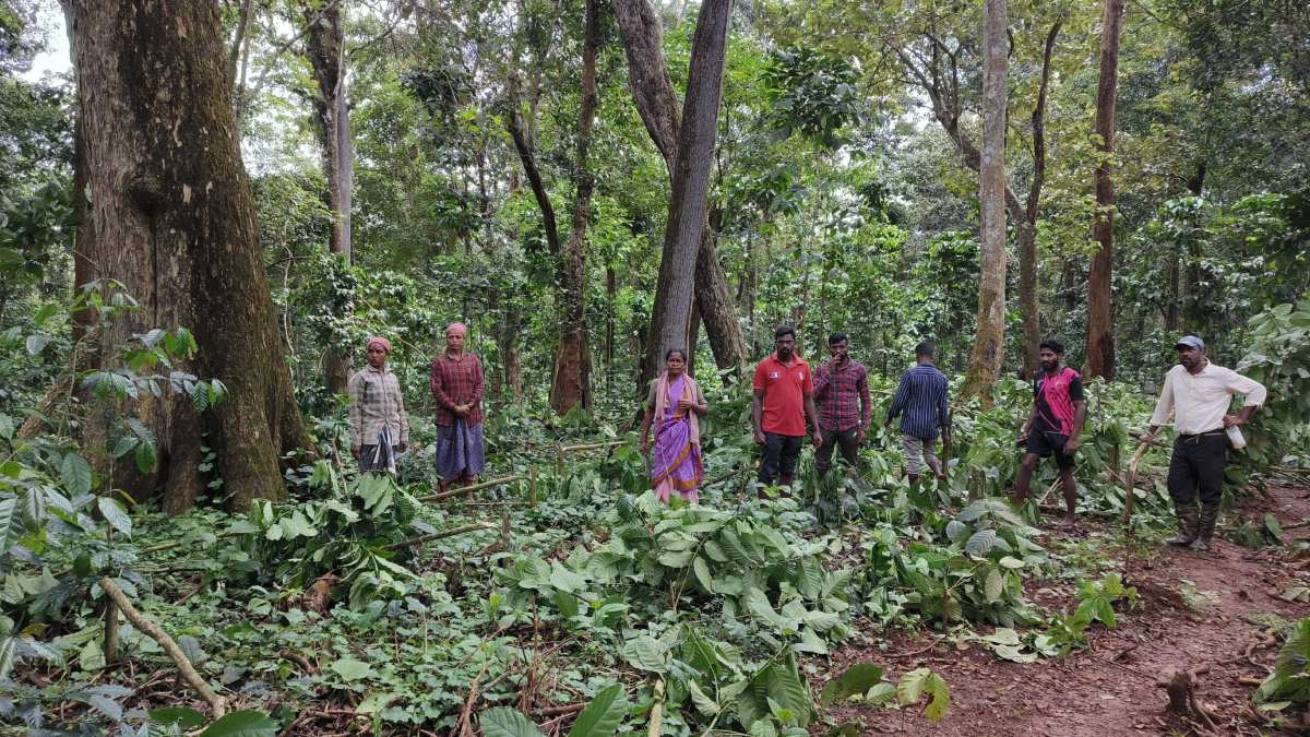 ಒಂದೇ ಗಂಟೆಯಲ್ಲಿ 1 ಎಕರೆ ಕಾಫಿತೋಟ ನೆಲಸಮ: ಕಳಸದಲ್ಲಿ ಅರಣ್ಯಾಧಿಕಾರಿಗಳ ದೌರ್ಜನ್ಯ ...