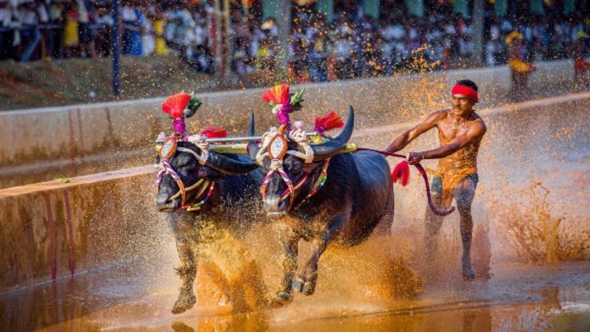 Bengaluru Kambala: 155 ಮೀಟರ್ ಉದ್ದದ ರೇಸ್‌ಟ್ರಾಕ್: ಅನುಷ್ಕಾ ಶೆಟ್ಟಿ, ಶಿಲ್ಪಾ ...