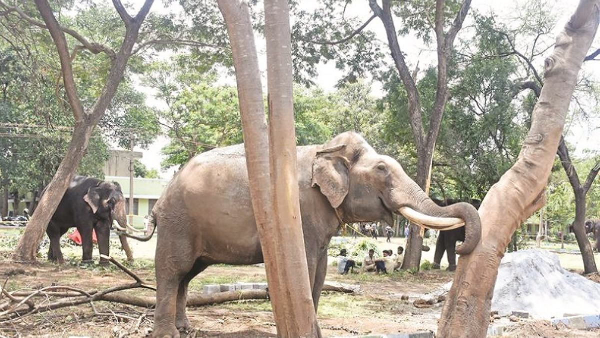 ಭವಿಷ್ಯದ ಅಂಬಾರಿ ಆನೆ ಆಗ್ತಾನಾ ಕಂಜನ್?, ಯಾಕೆ ಈ ಪ್ರಶ್ನೆ ಅಂತೀರಾ ಇಲ್ಲಿವೆ ...