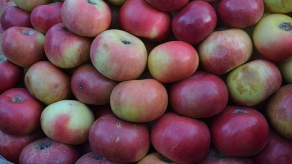 Ooty Apple Health Benefits: ಊಟಿಯನ್ನು ನೆನಪಿಸುವ ಈ ಹಣ್ಣಿನಲ್ಲಿದೆ ಸಾಕಷ್ಟು ...