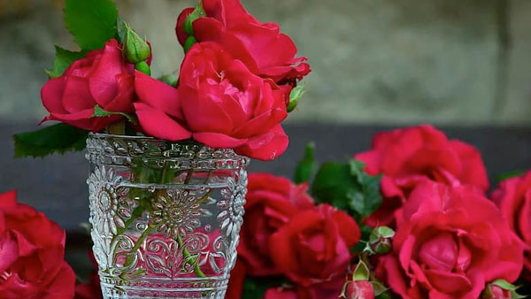 Rose Plant: ನಿಮ್ಮ ಮನೆಯಲ್ಲಿ ಗುಲಾಬಿ ಗಿಡಗಳನ್ನು ಬೆಳೆಸುತ್ತೀರಾ? ಹಾಗಾದರೆ ಈ ...