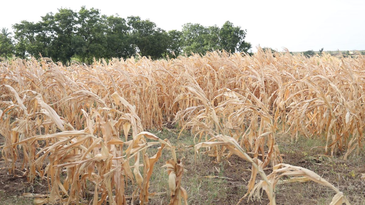 ಬರಗಾಲ; ಮುಂಗಾರು ಹಂಗಾಮು ಬೆಳೆ ನಷ್ಟದ ಮಾಹಿತಿ | Rain Shortage Drought And ...