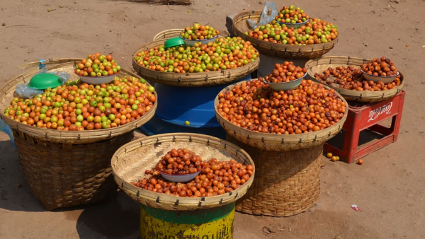 Indian jujube fruit Benefits: ಬಾರೆ.... ಬಾರೆ.... ನಿನ್ನಲ್ಲಿ ಅಡಗಿದೆ ...