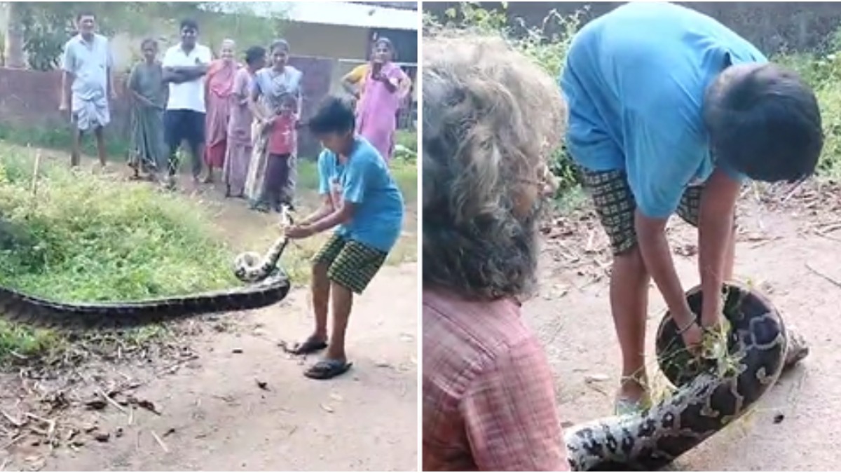 ಕುಂದಾಪುರ ಬೃಹತ್‌ ಹೆಬ್ಬಾವು ಹಿಡಿದ ಏಳನೇ ತರಗತಿ ಪೋರ ವಿಡಿಯೋ ಸಖತ್‌ ವೈರಲ್‌ Viral Video Kundapur 7th 