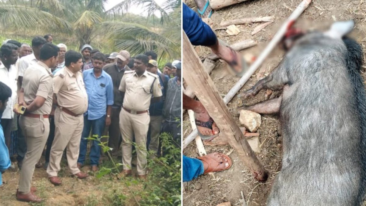 ಹಾಸನ: ಕಾಡುಹಂದಿ ದಾಳಿಯಿಂದ ರೈತ ಸಾವು, ಹಂದಿಯನ್ನೇ ಅಟ್ಟಾಡಿಸಿ ಕೊಂದ ಗ್ರಾಮಸ್ಥರು ...