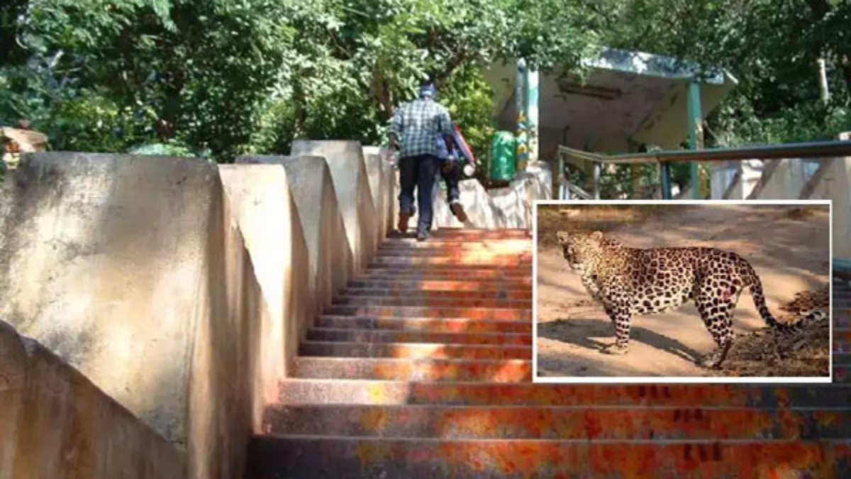 ತಿರುಪತಿಯಲ್ಲಿ ಮತ್ತೆ ಕಾಣಿಸಿಕೊಂಡ ಚಿರತೆ ಭಕ್ತರಲ್ಲಿ ಹೆಚ್ಚಿದ ಭೀತಿ Leopard Reappeared In Tirupati