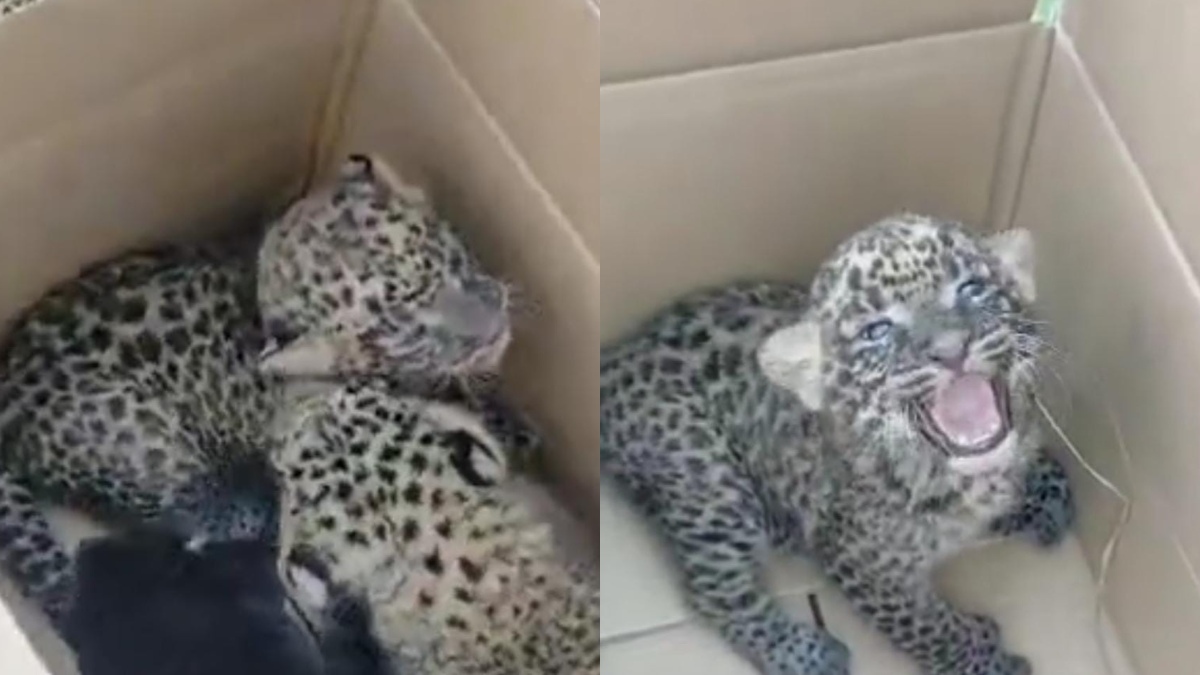 Leopard cubs: ಮೈಸೂರು ಜಮೀನಲ್ಲಿ ಚಿರತೆ ಮರಿಗಳು ಪತ್ತೆ, ಒಂದು ಅಪರೂಪದ ಮರಿ ...
