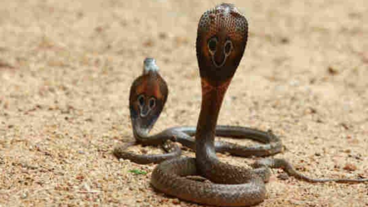 Snake in Temple: ಶಿವಲಿಂಗದ ಮೇಲೆ ಹೆಡೆ ಎತ್ತಿ ಕುಳಿತ ಬುಸ್ ಬುಸ್ ನಾಗಪ್ಪ ...