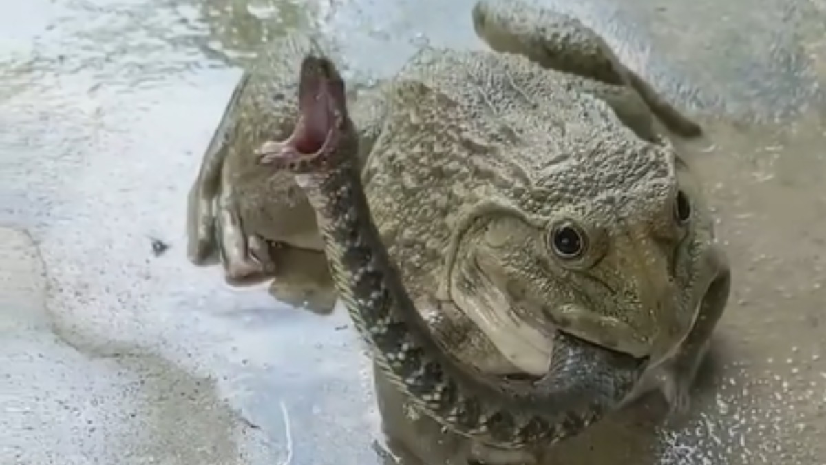 Viral Video: ಜೀವಂತ ಹಾವನ್ನೇ ಗುಳುಂ ಗುಳುಂ ನುಂಗಿದ ಕಪ್ಪೆ | Frog Eats Snake ...