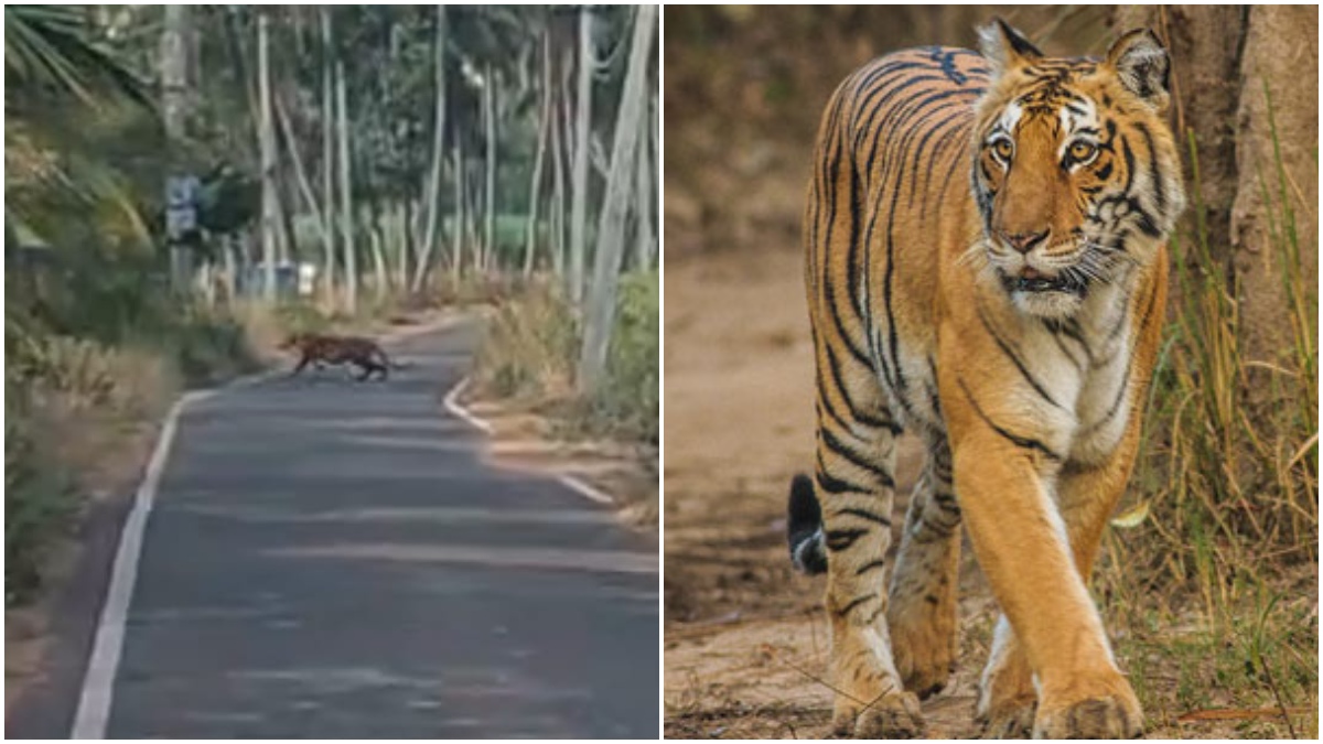 ಮಂಡ್ಯದ ಮಹದೇವಪುರದಲ್ಲಿ ಕಾಣಿಸಿಕೊಂಡ ಹುಲಿ: ಗ್ರಾಮಸ್ಥರಲ್ಲಿ ಆತಂಕ | Tiger ...