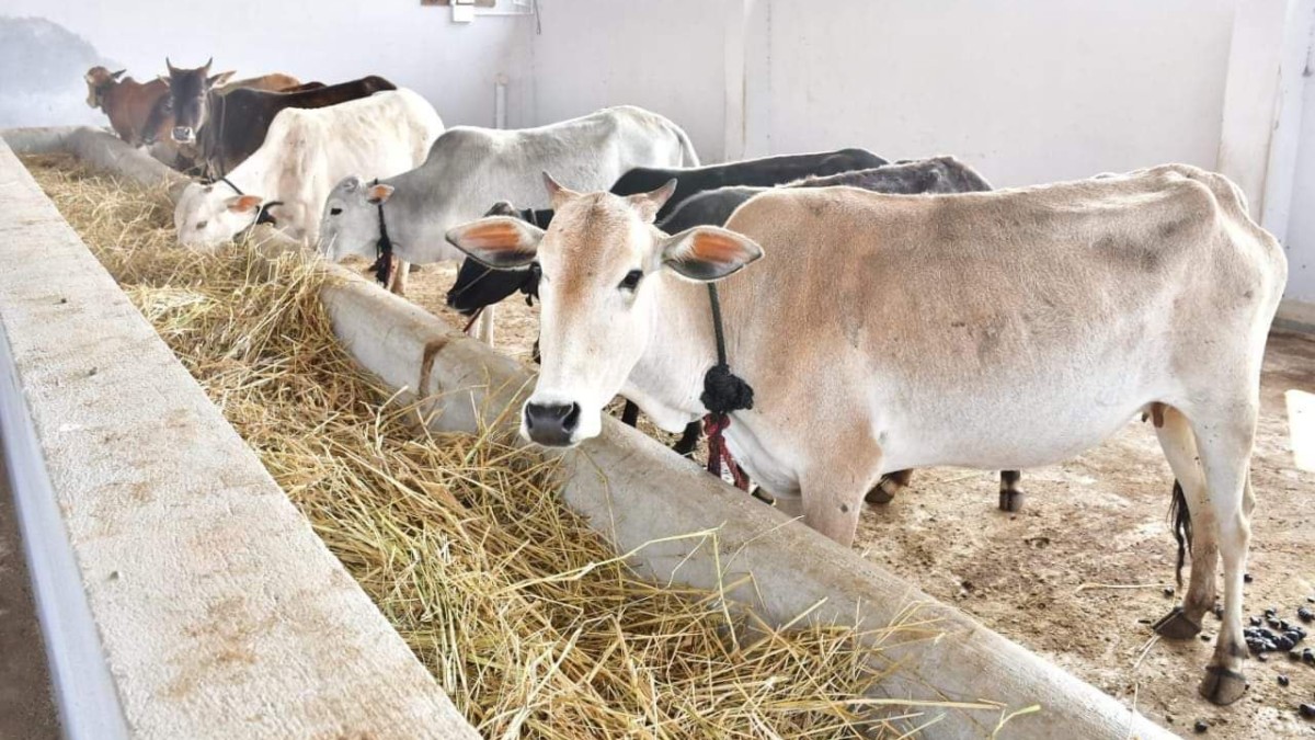 ಧಾರವಾಡ; ಬರ ಪೀಡಿತ ಪ್ರತಿ ತಾಲೂಕುಗಳಲ್ಲಿ ಮೇವು ಬ್ಯಾಂಕ್ | Fodder Banks At ...