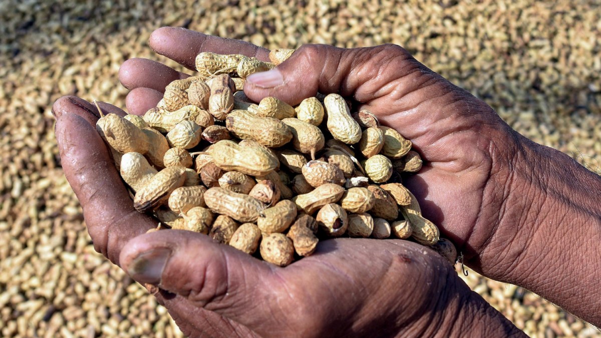 ರೈತರೇ ಗಮನಿಸಿ, ಬೆಂಬಲ ಬೆಲೆಯಲ್ಲಿ ಶೇಂಗಾ ಖರೀದಿ | Groundnut Purchase Under ...
