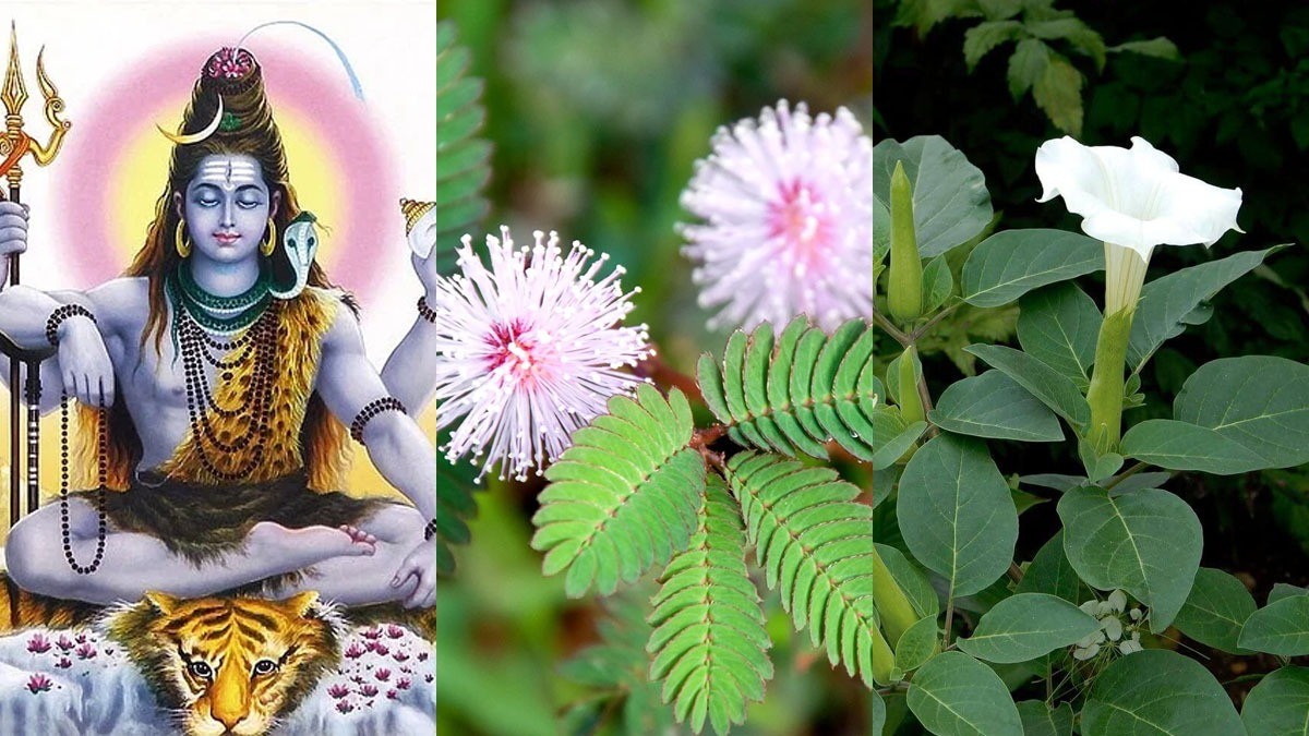 Shiva's Favorite Flowers: ಶಿವ ನೆಚ್ಚಿನ ಹೂವು ನಿಮ್ಮ ಪಾಲಿನ ಸಂಕಷ್ಟ ನಿವಾರಕ ...