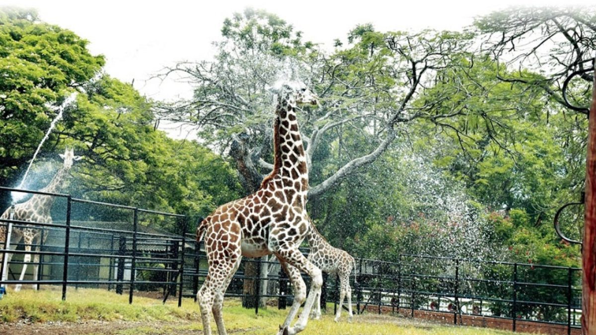 Mysuru Zoo: ಸುಡು ಬೇಸಿಗೆಯಲ್ಲಿ ಮೈಸೂರು ಮೃಗಾಲಯದ ಪ್ರಾಣಿಗಳ ಆರೈಕೆ ಹೇಗೆ ಗೊತ್ತಾ ...