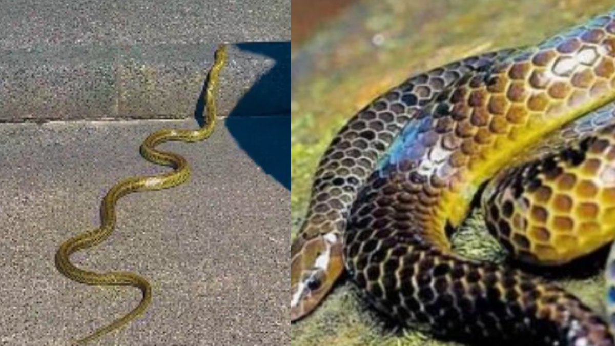 Gold Snake: ಅಪರೂಪ ಬಣ್ಣದ ಹಾವಿನ ವಿಡಿಯೋ ವೈರಲ್‌ | Golden color snake video ...