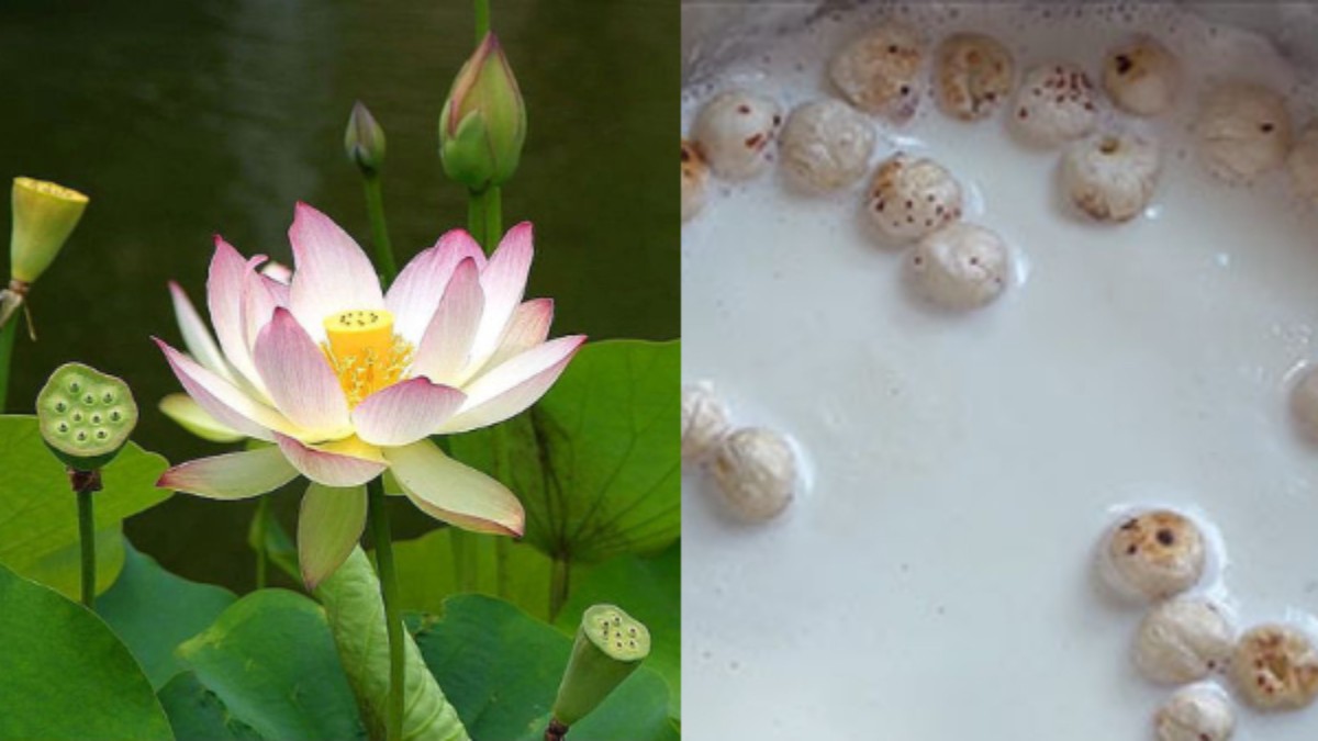 Lotus Seeds Recipe: ಸುಲಭವಾಗಿ, ಆರೋಗ್ಯಕರ ಕಮಲದ ಬೀಜಗಳ ಪಾಯಸ ಮಾಡುವುದು ಹೇಗೆ ...