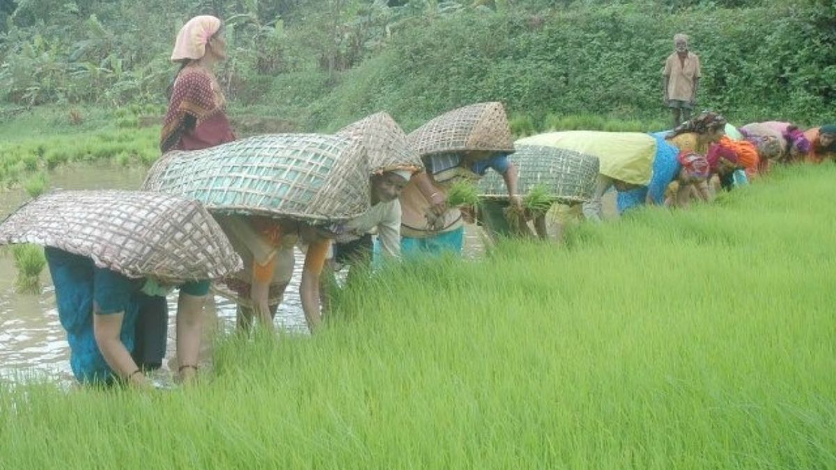 ಕೊಡಗಿನಲ್ಲಿ ಮರೆಯಾದ ಭತ್ತದ ಕೃಷಿ ಸಂಭ್ರಮ: ಏಕೆ ಹೀಗಾಯ್ತು? | Despite The Pre ...