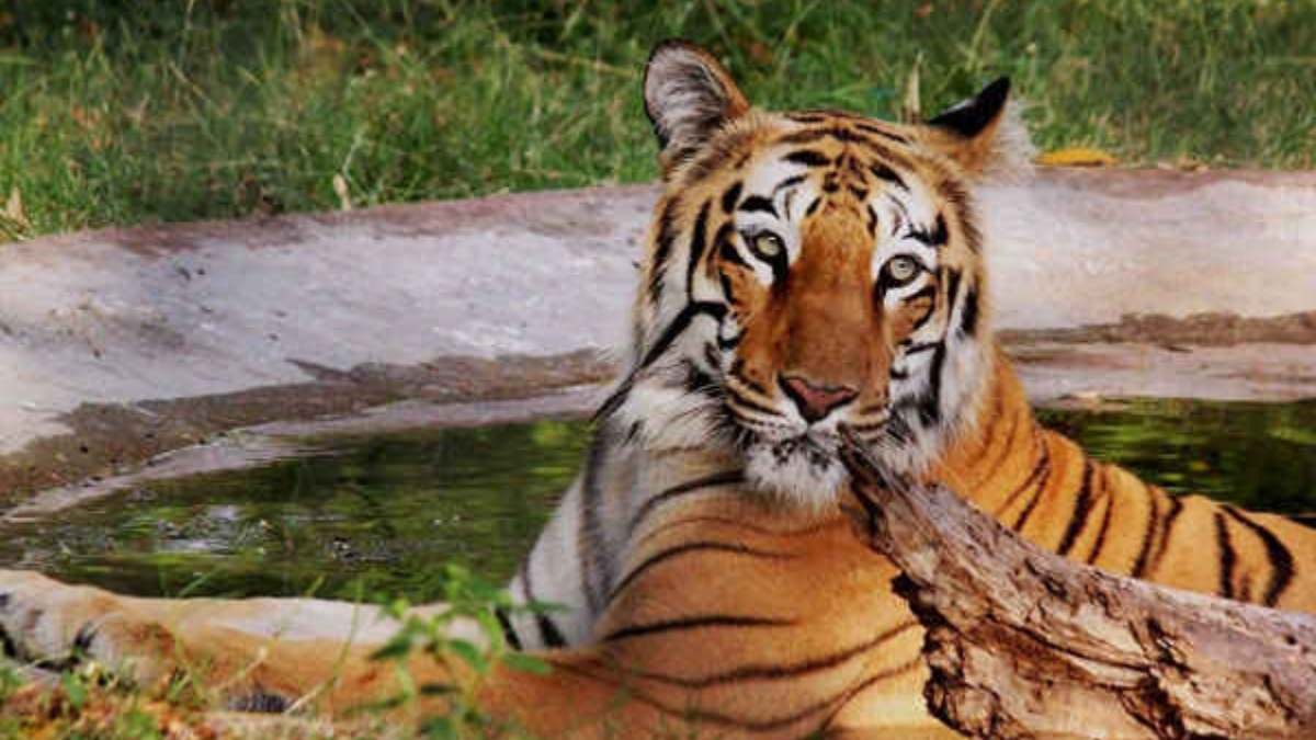 ಬಂಡೀಪುರ: ಕೊಳೆತ ಸ್ಥಿತಿಯಲ್ಲಿ ಹುಲಿ‌ ಮೃತದೇಹ ಪತ್ತೆ | A tiger dead body was ...