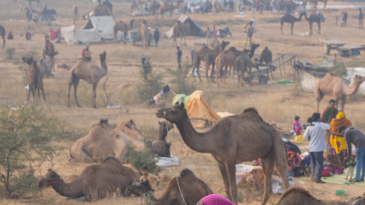 ಬಕ್ರೀದ್: ಒಂಟೆ, ಗೋವು ಕಳ್ಳಸಾಗಣೆ, ಹತ್ಯೆ ನಿಷೇಧ | Bakrid 2024 Ban On ...