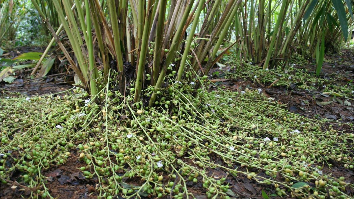 Cardamom: ಕೊಡಗಿನಿಂದ ಸಂಬಾರ ರಾಣಿ ಏಲಕ್ಕಿ ಮರೆಯಾಗಿದ್ದು ಹೇಗೆ..? | Cardamom ...