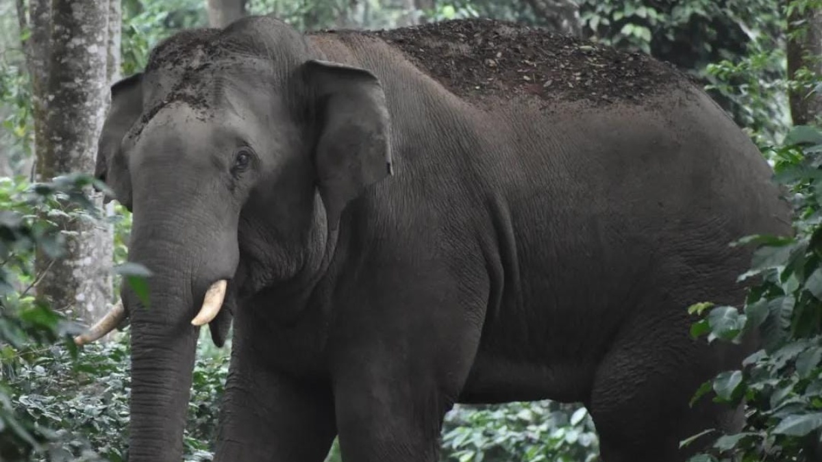 9 ಆನೆ ಕೊಡಿ, ಆಂಧ್ರ ಪದೇಶದಿಂದ ಕರ್ನಾಟಕಕ್ಕೆ ಬೇಡಿಕೆ! | Andhra Pradesh Placed ...