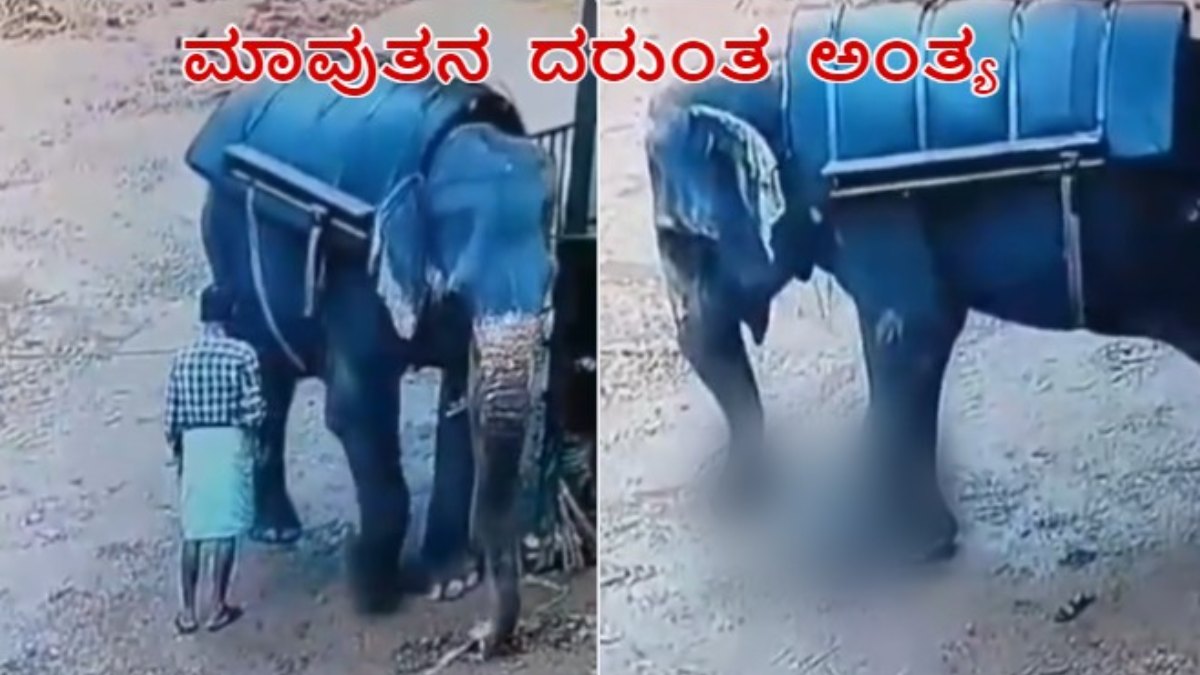 Video Viral: ಮಾವುತನ ಮೇಲೆ ಹತ್ತಿ ನಿಂತು ಕೊಂದ ಆನೆ, ಭಯಾನಕ ಘಟನೆ ಸೆರೆ | Tragedy Incident: Elephant ...