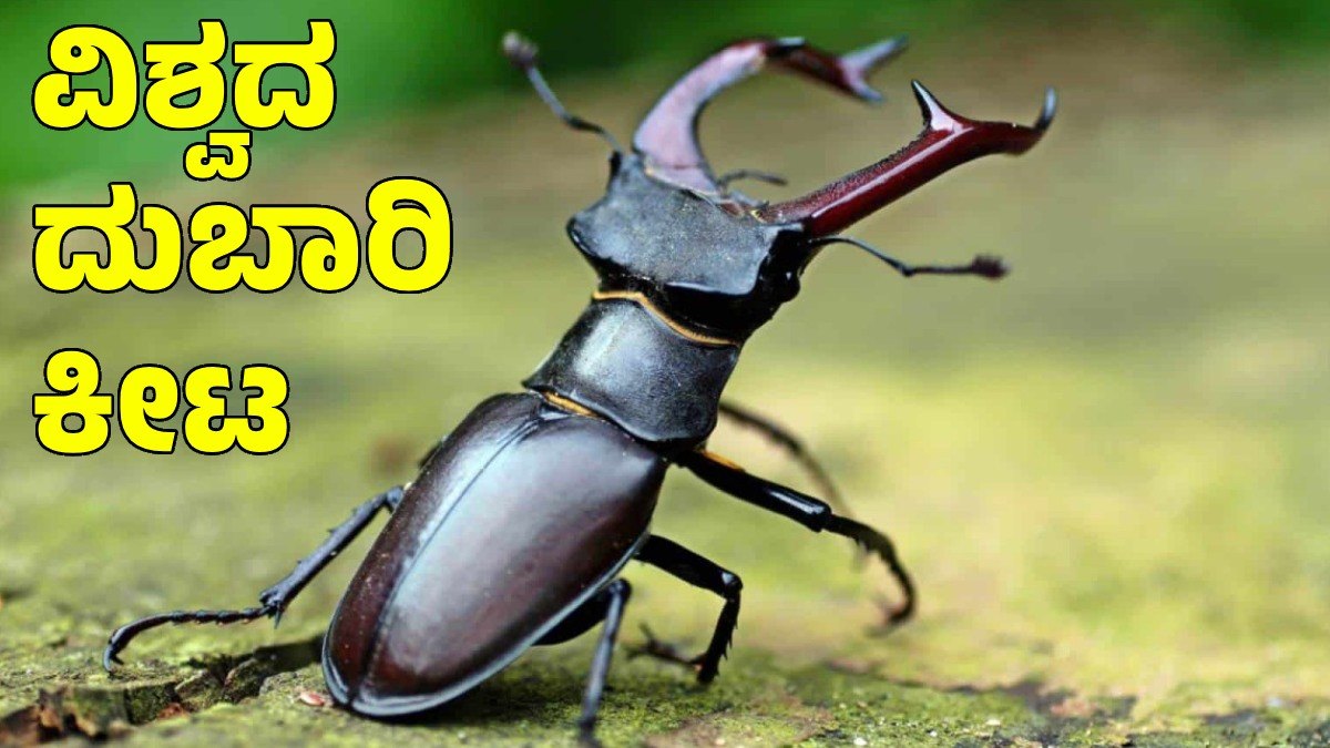 Stag Beetle: ಇದೇ ನೋಡಿ ವಿಶ್ವದ ದುಬಾರಿ ಕೀಟ; ಇದರ ಬೆಲೆಗೆ ಐಷಾರಾಮಿ ಖರೀದಿ ...