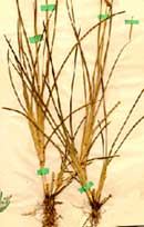 ಪವಿತ್ರಾನ್ನ, ಪವಿತ್ರಕ ಮತ್ತು ದರ್ಭೆಹುಲ್ಲು | Darbha or Kusha Grass - A ...